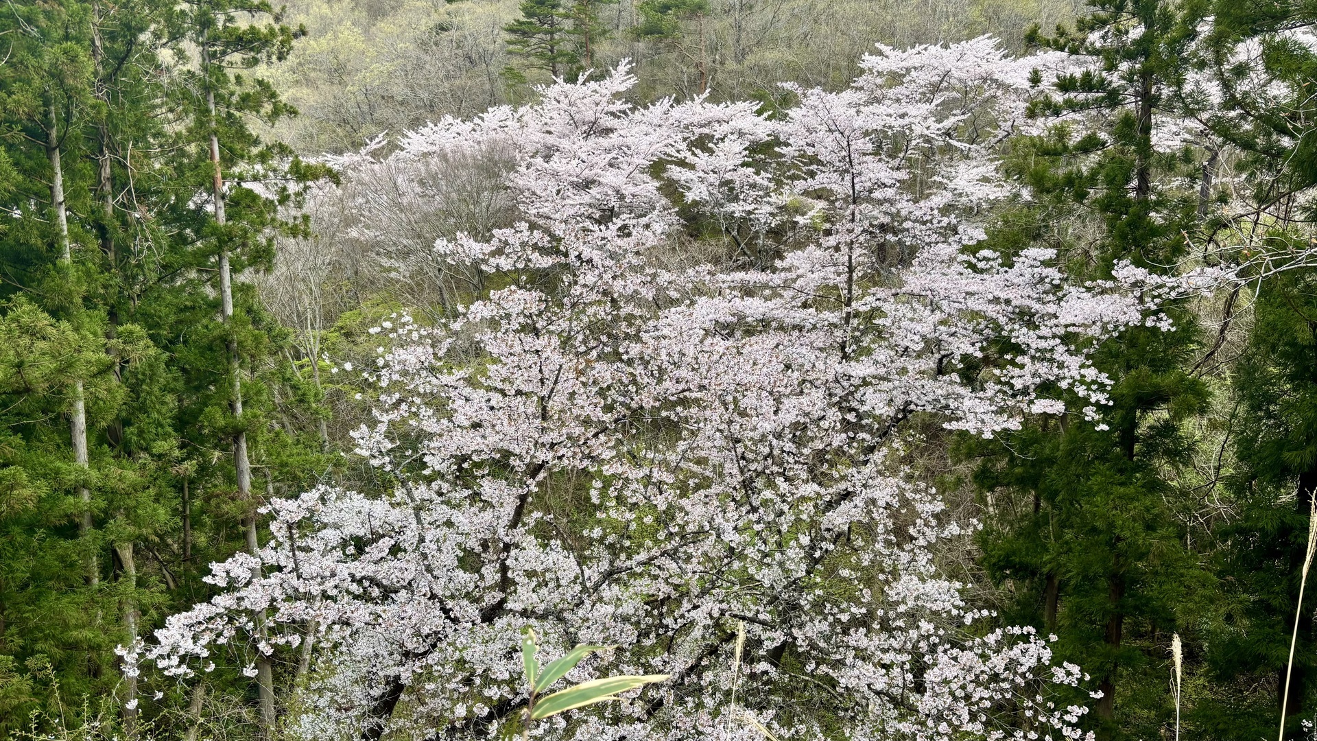 春風に誘われて G24: i-RCTechのブログ